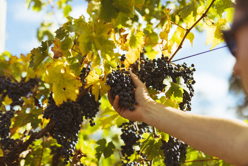 ECOGROWERS OF THE COONAWARRA – Penley Estate