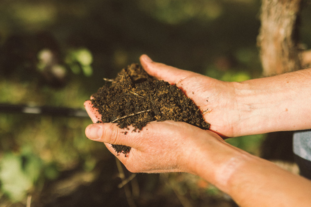 Soil Health ~ Back to Basics – Penley Estate